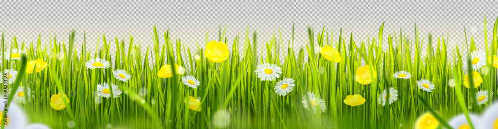 Realistic green grass border with flowers isolated on transparent ...