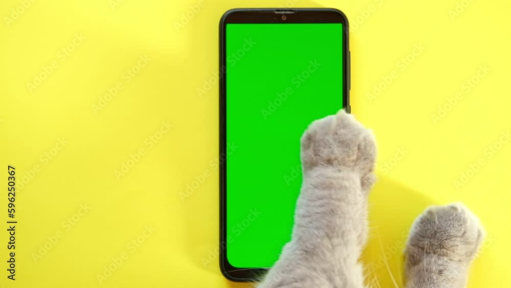 Vidéo Stock Cat paw touching, clicking, tapping and swiping phone with ...
