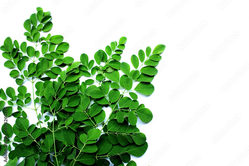 Moringa leaves (Moringa oleifera) isolated on white background. Flat ...