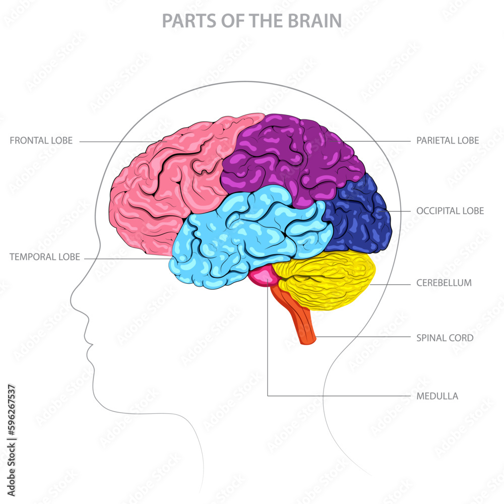 The brain has several key parts including the cerebrum, cerebellum ...