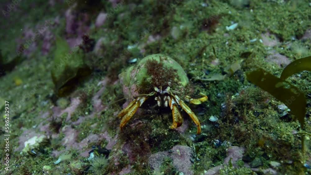 Hermit crab working hard for food in Percé, Québec, Canada. Stock Video ...