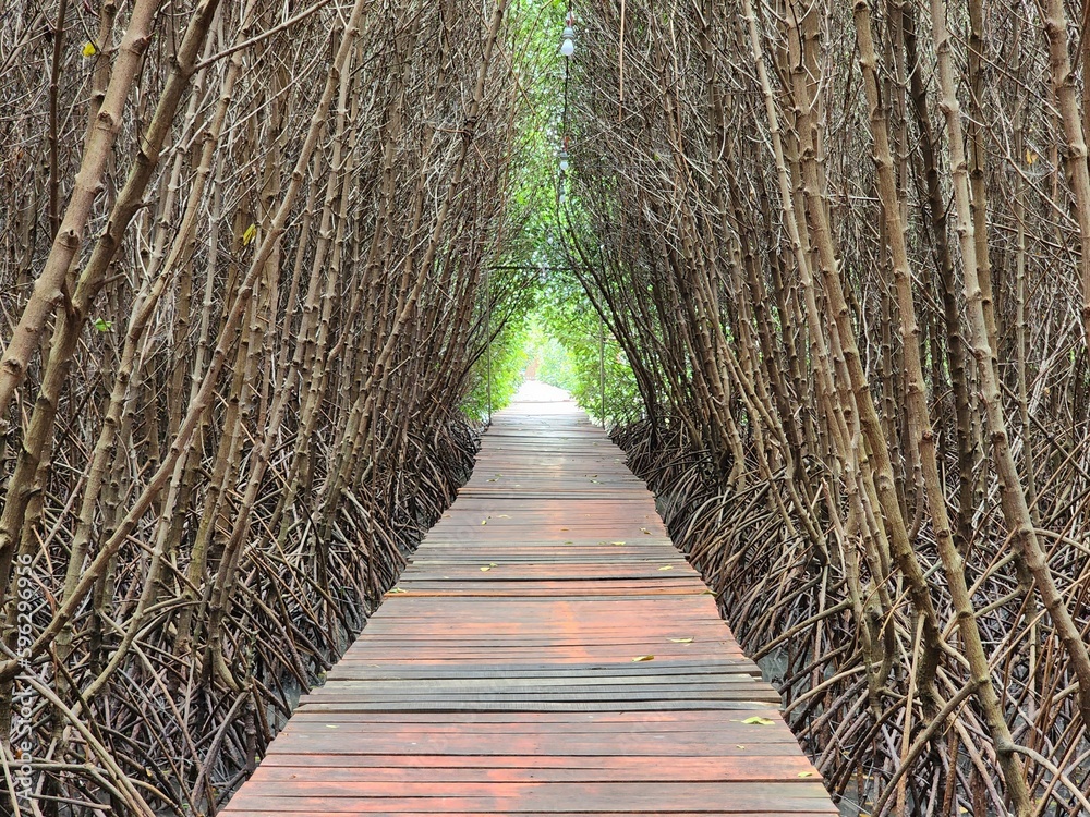 Wooden bridge built between mangrove trees Stock Photo | Adobe Stock