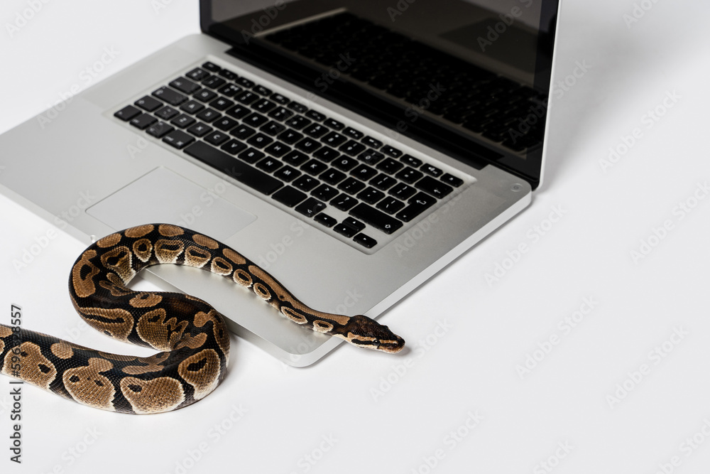 Python snake and laptop computer. Concept of using high-level ...