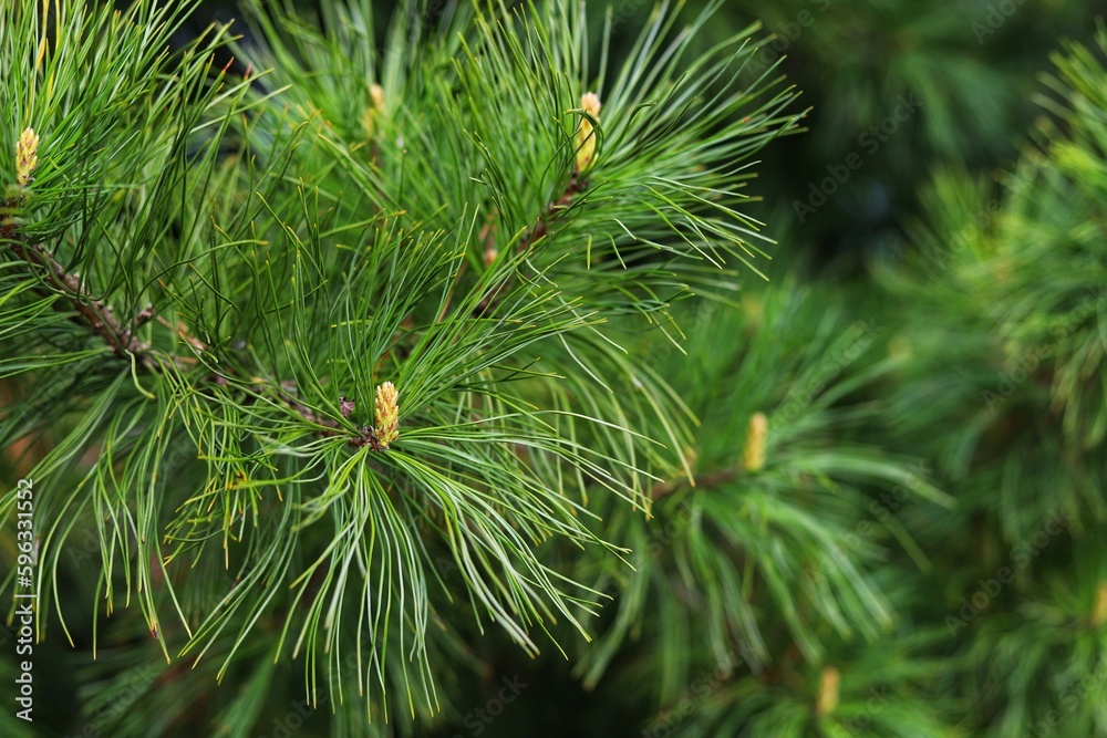 Pinus cembra. Branches of a swiss stone pine. Stock Photo | Adobe Stock