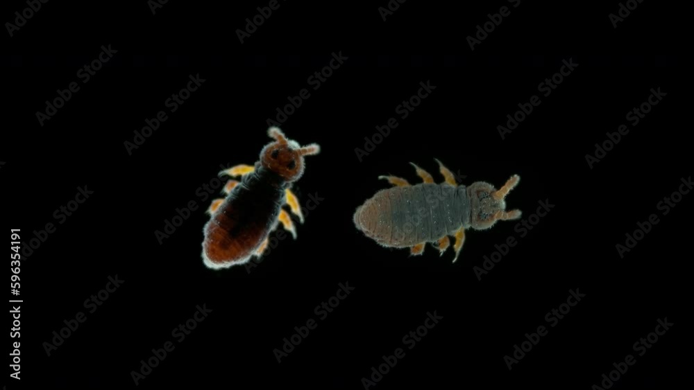 Insecta Collembola family Poduridae under a microscope, Order ...