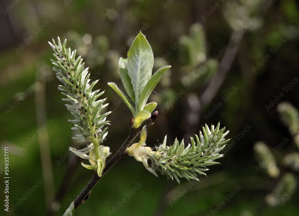 growing catkins and leaves of Salix caprea-willow sallow tree at spring ...