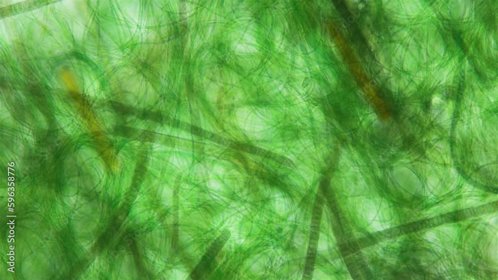 Movement of Cyanobacteria and Chlorobia under a microscope, domain ...