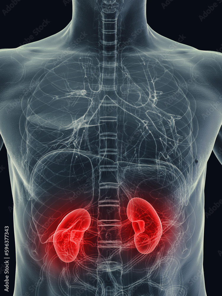 3D Rendered Medical Illustration of Male Anatomy - The Kidneys. Stock ...