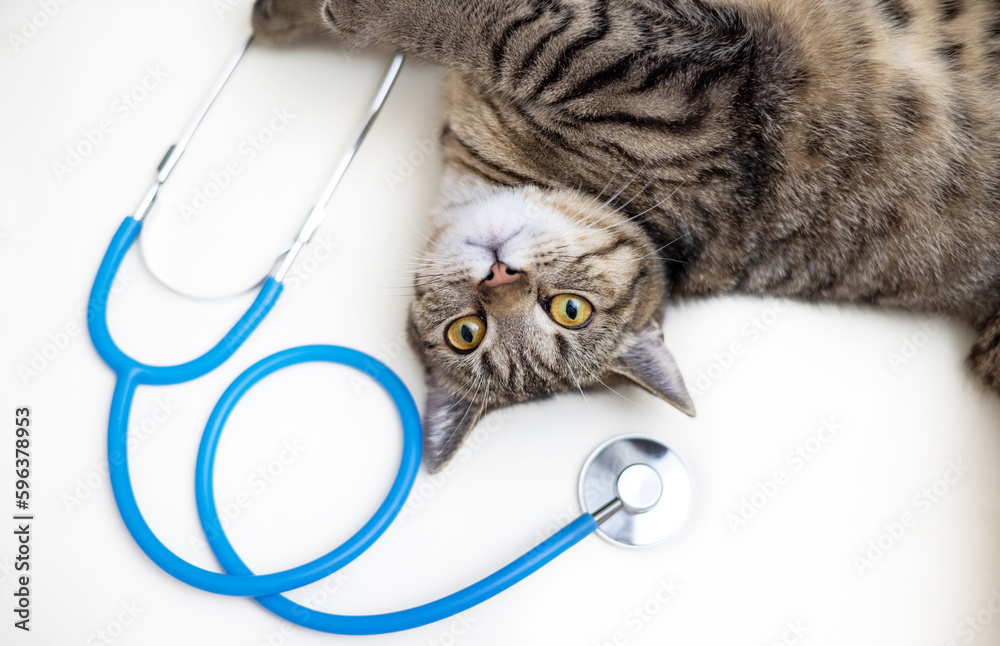 tabby cat isolated with surgical gloves and stethoscope on light ivory ...