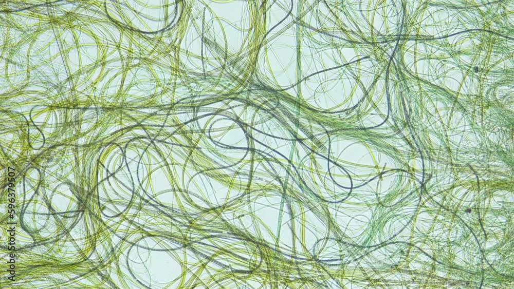 Movement Of Cyanobacteria And Chlorobia Under A Microscope Domain Bacteria Capable Of