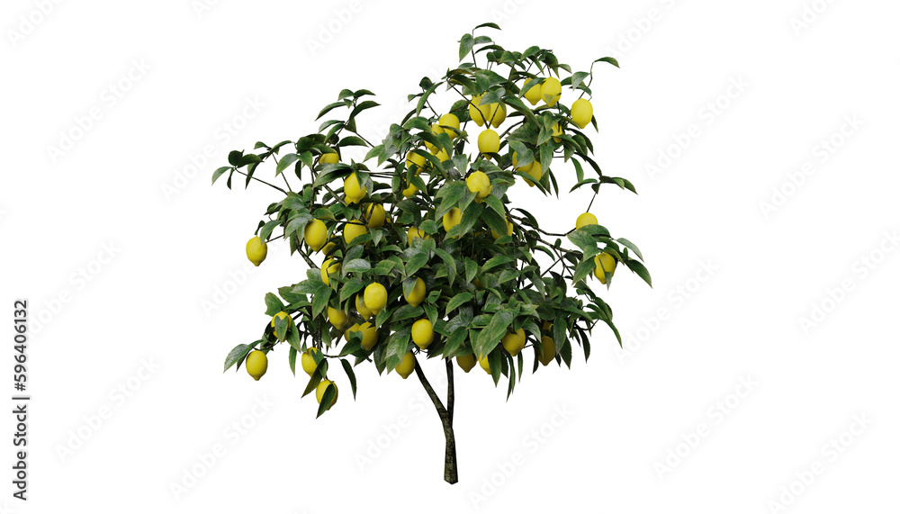 Lemon Tree with Fruits on Transparent Background. A Refreshing and ...