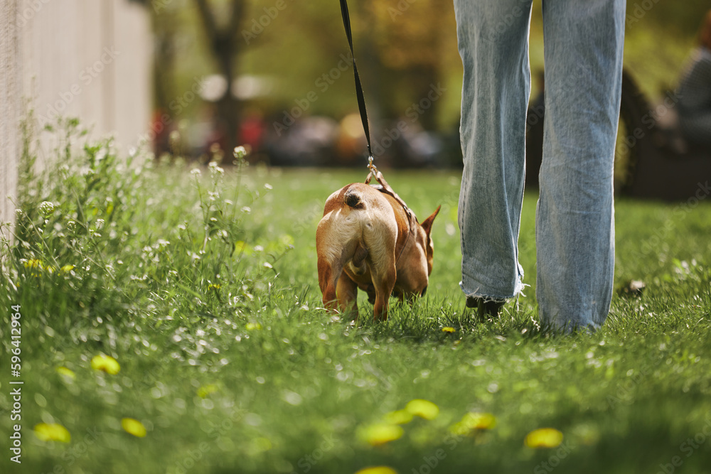 Owner walking the dog in green park in spring. Woman walks with a ...