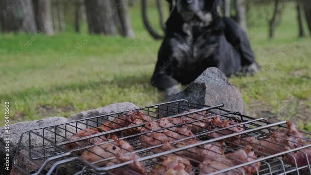 Hungry dog waiting for cooking barbeque meat in grill grate on bonfire ...