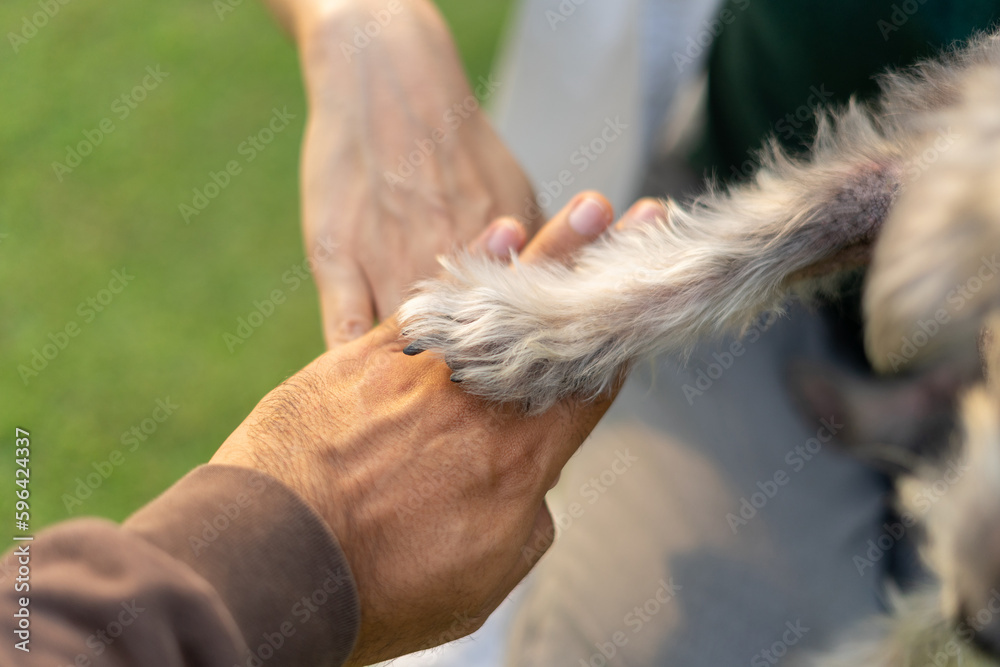 Hands and paws of all family members. Hands man woman and dog are ...