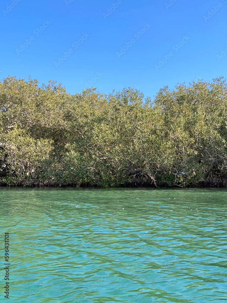 Mangroves growing at the salt water of the Red Sea, Nabq protected area ...