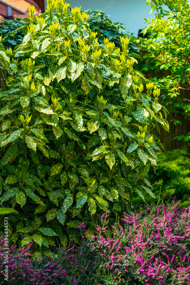 Gold Dust Aucuba Plant, Aucuba japonica 'Variegata',Foliage of spotted ...