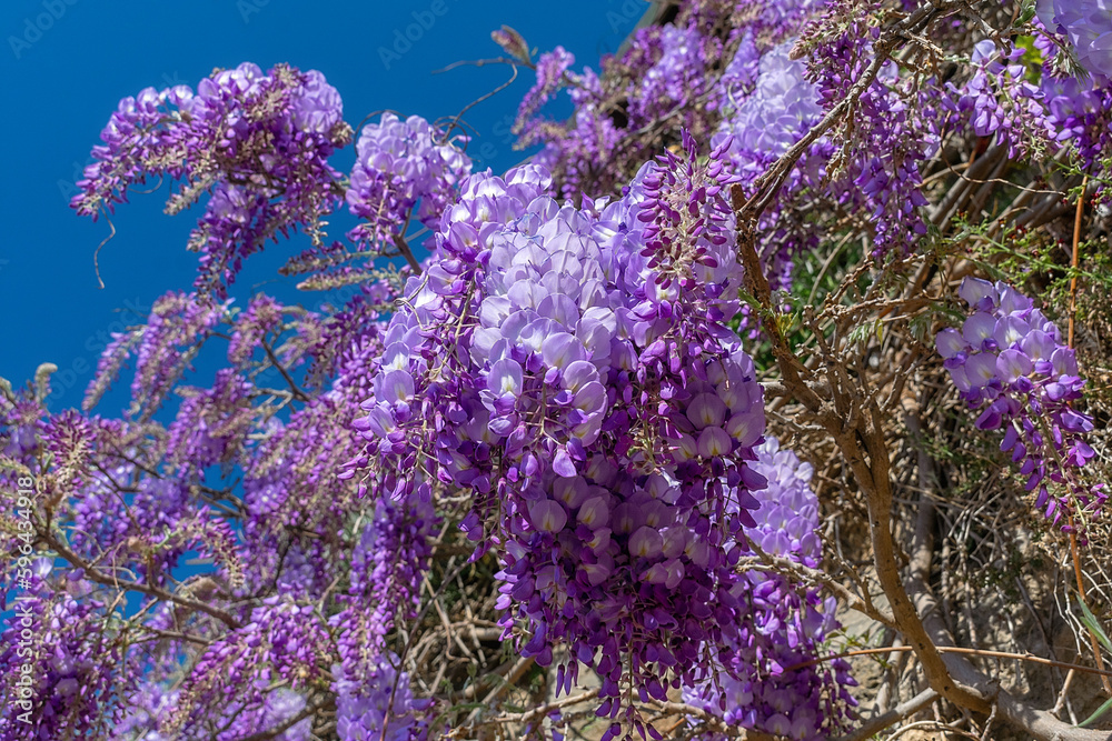 Lush inflorescences of lilac wisteria flowers against a blue sky ...