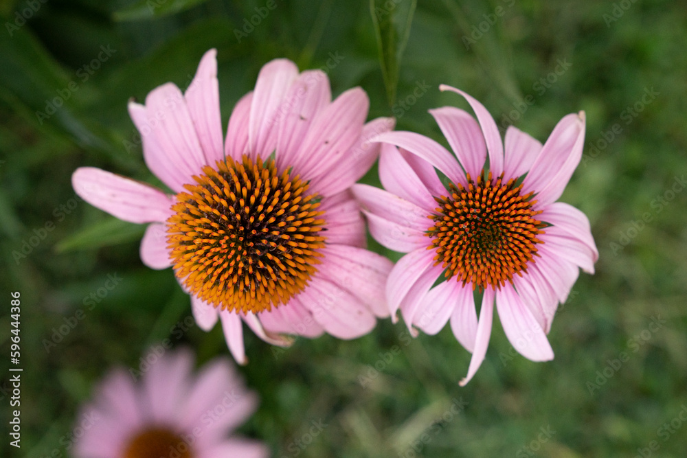 Floral background. Closeup view of Echinacea purpurea Magnus, also ...