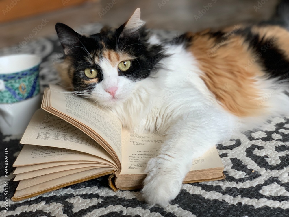 Sophisticated Cat