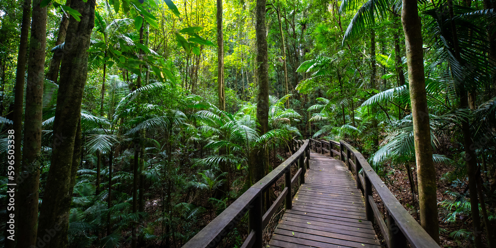 Foto de Wooden footbridge leading across unique lush rainforest in D ...