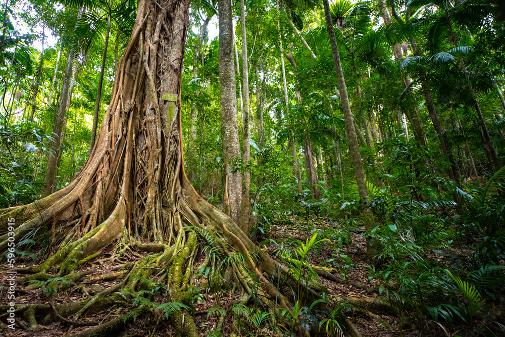 Beautiful unique lush rainforest in D'Aguilar National Park, palms in ...