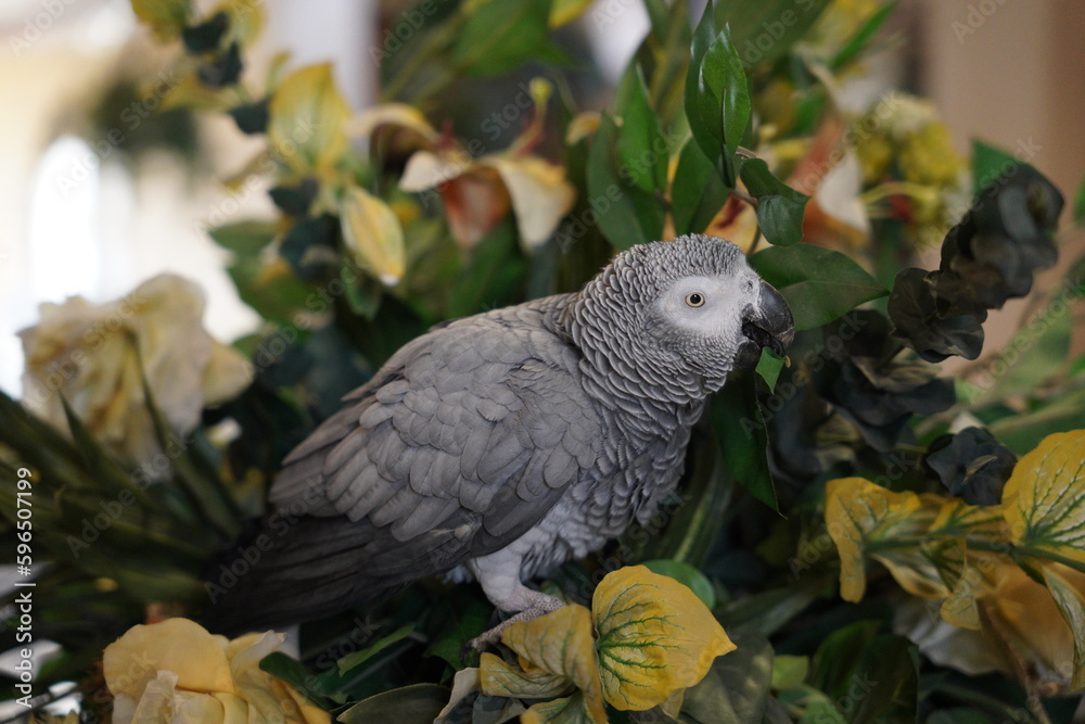 African Gray Parrot Psittacus erithacus at home standing on home flower vase. African Grey ...