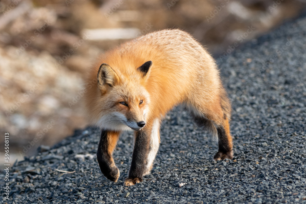 A close-up of a wild young red fox with long red fur and a white fur ...