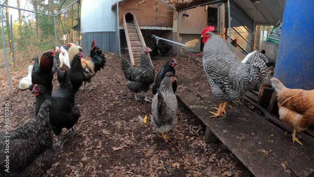Hens and roosters and one albino chicken being raised cage free in ...