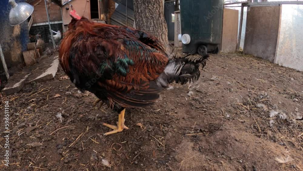 Lonely rooster separated in large enclosure while being isolated from ...