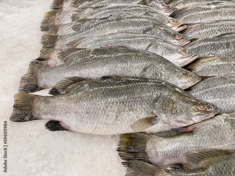Asian sea bass fish on ice in grocery store. Fresh seabass fish. The ...