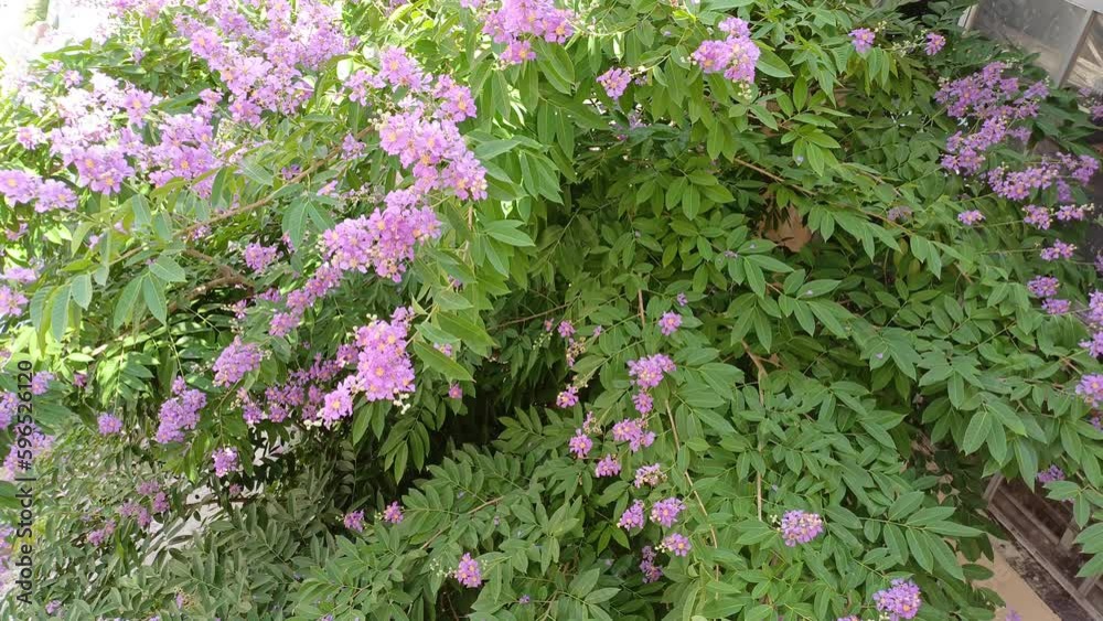 Lagerstroemia speciosa, Also known Giant Crape-myrtle, Queen 's Crape ...