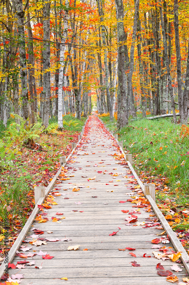 Acadia Sieur de Monts Spring Board Walk Trail - Acadia National Park ...