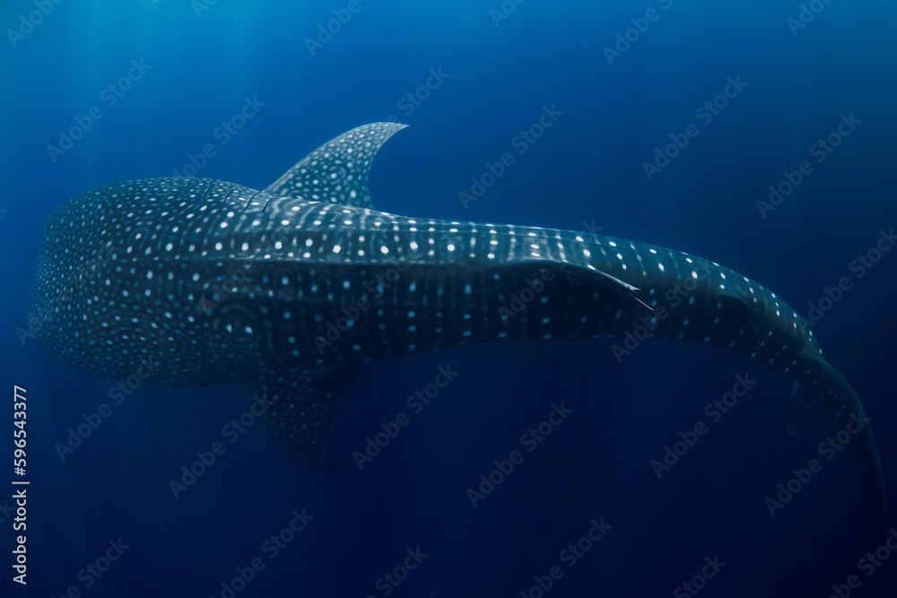 Whale shark swimming in deep ocean. Amazing spot patterns of the worlds largest fish. Stock ...