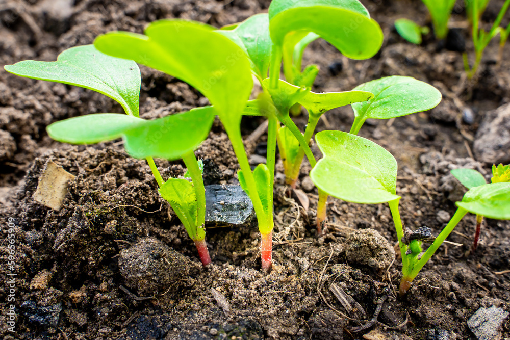 Young Radish Plants