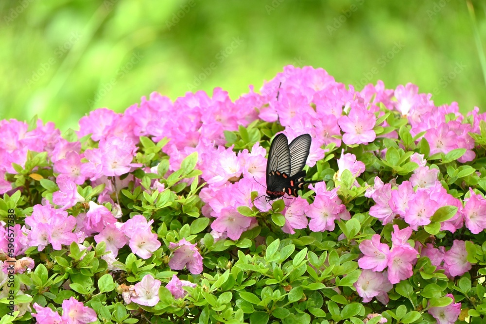Azalea ( Rhododendron ) flowers. Ericaceae semi-deciduous plants ...