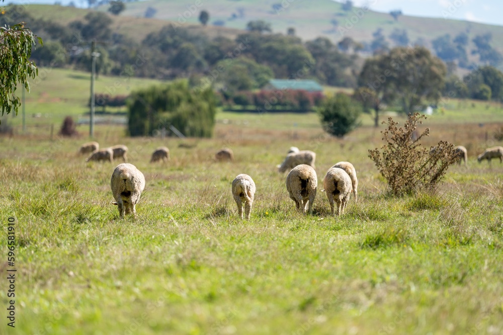 flock of sheep under gum trees in summer on a regenerative agricultural ...