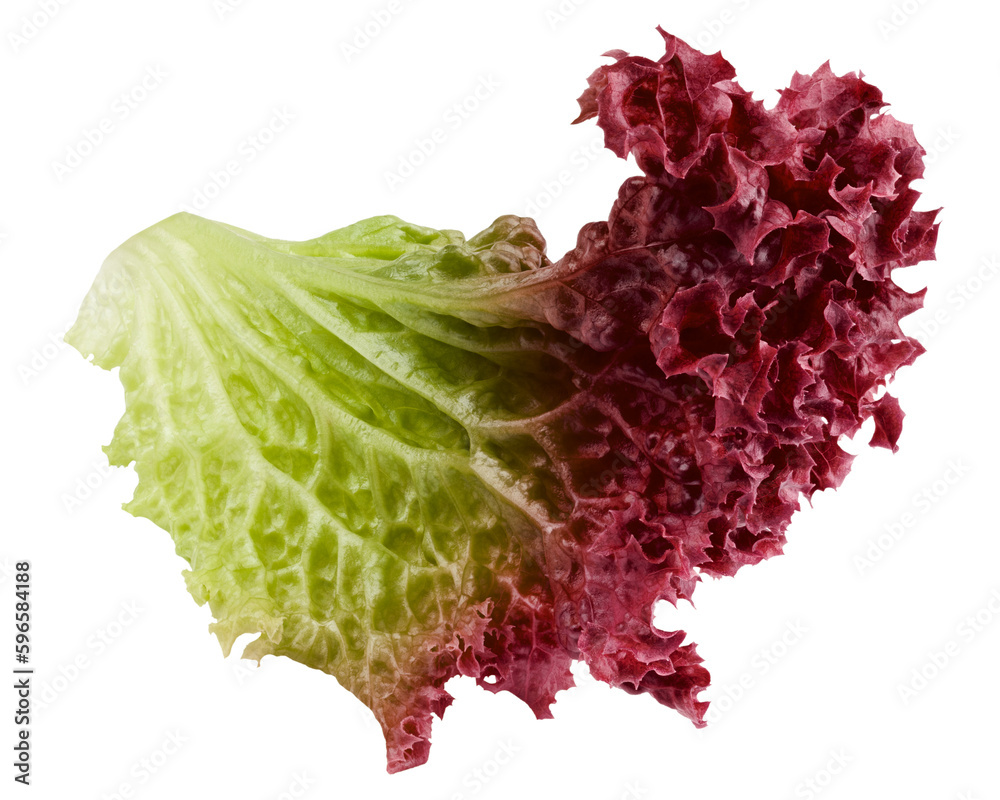 Red salad, lettuce leaf, lollo rosso, isolated on white background ...