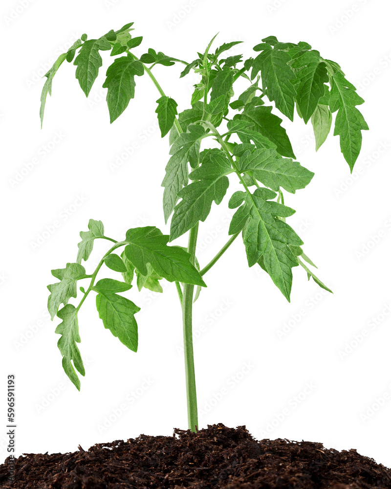 tomato leaf, isolated on white background, full depth of field Stock ...