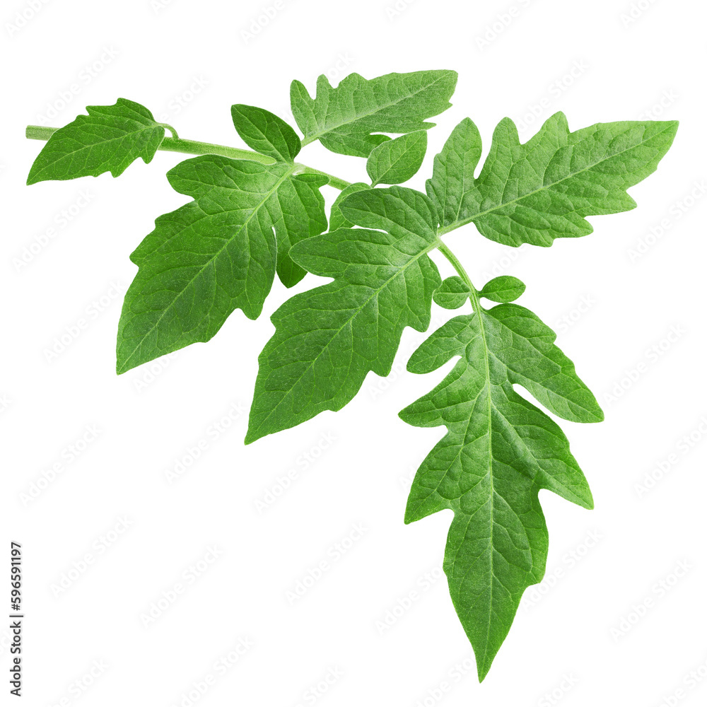 tomato leaf, isolated on white background, full depth of field Stock ...