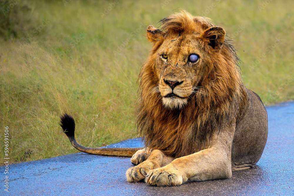 Black mane lion sitting waiting as the lionesses proceeded on a hunt ...