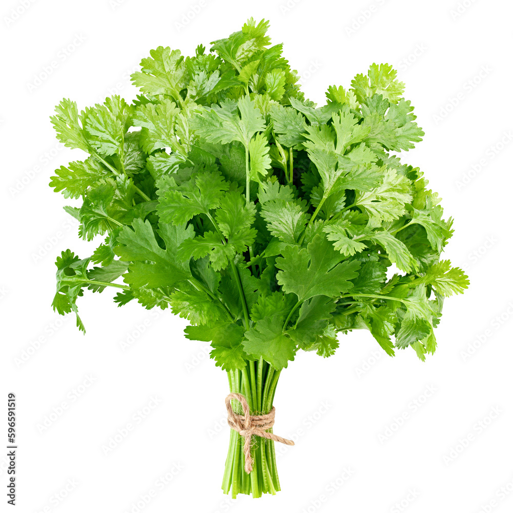 Poster Coriander leaves isolated on white background, full depth of ...