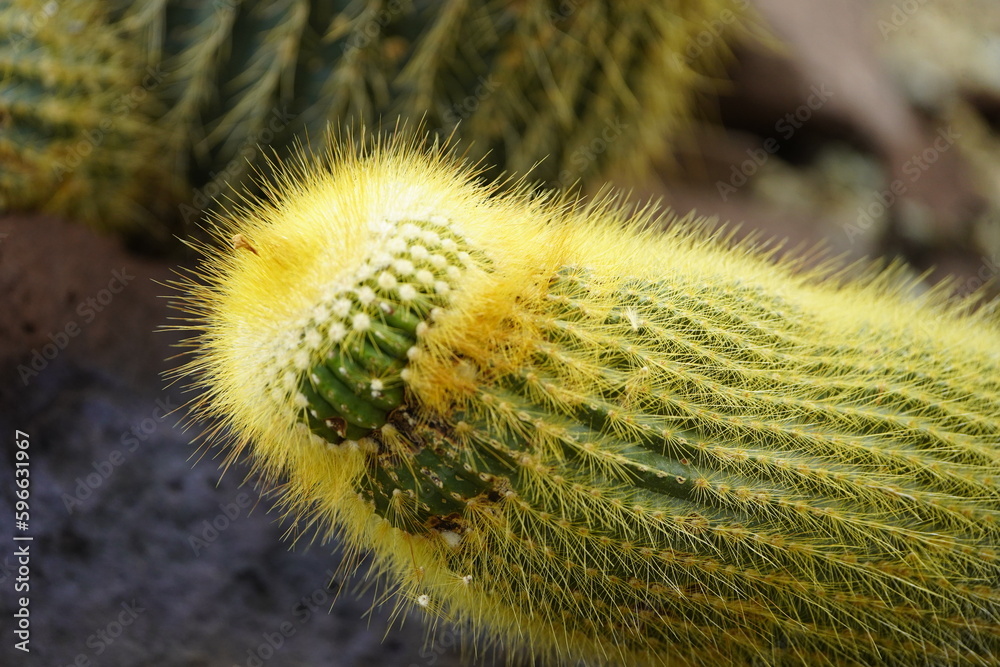 Parodia leninghausii is a species of South American cactus commonly ...
