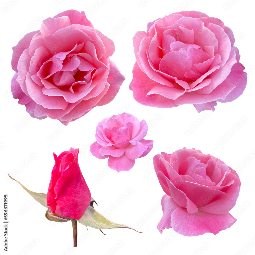 Roses buds cutout, pink rose flowers isolated on transparent background ...