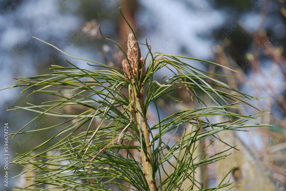Branches of cedar with needles. Long green needles of the tree grow on ...