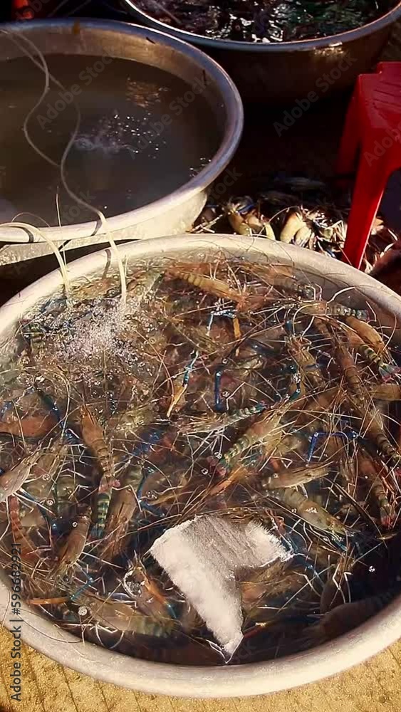 Macrobrachium rosenbergii known as the giant river prawn or giant ...