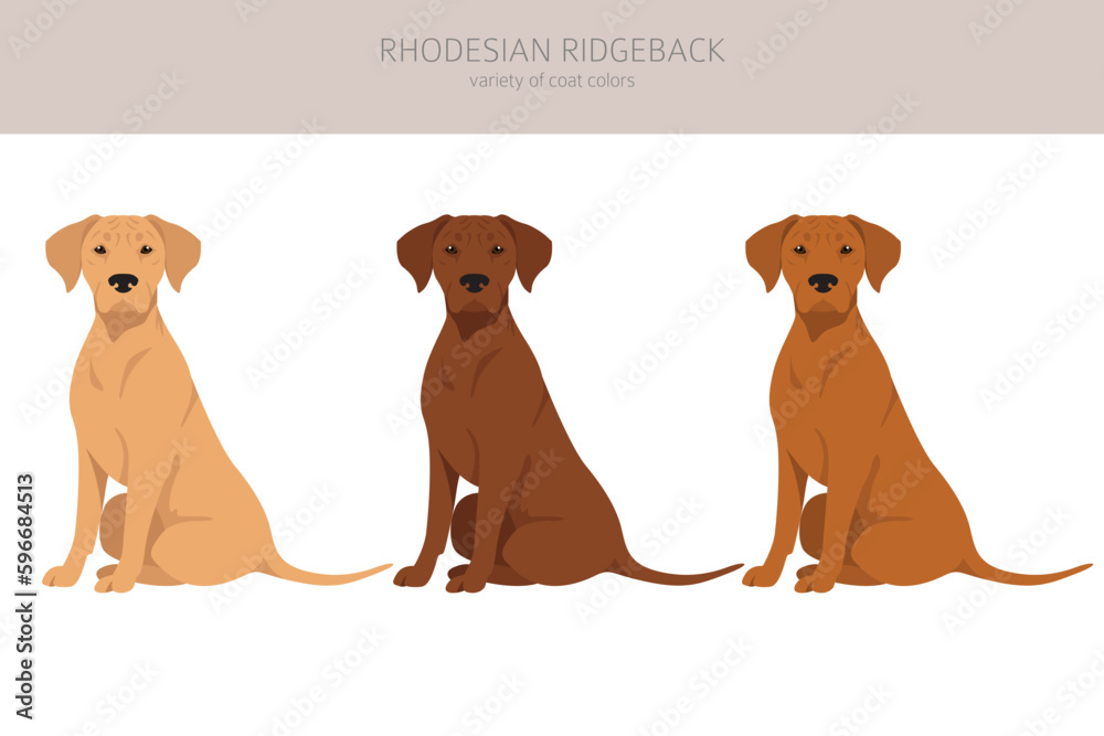 Rhodesian ridgeback clipart. Different poses, coat colors set Stock ...