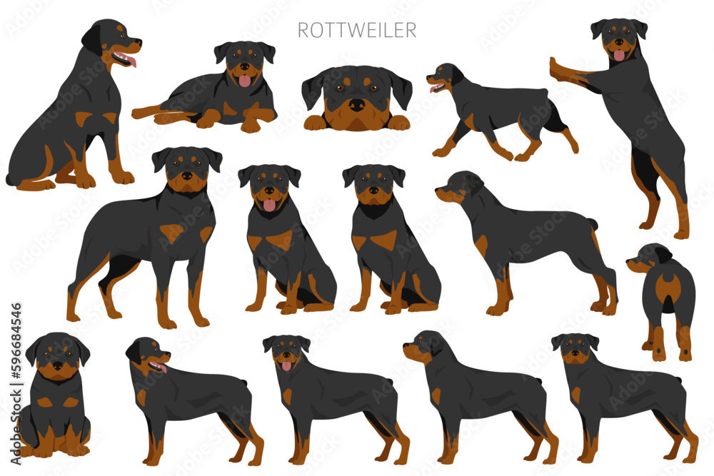 Rottweiler clipart. Different poses, coat colors set Stock Vector ...