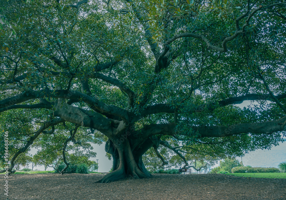 big tree in the park, outdoor activities concept, Fig tree and ...