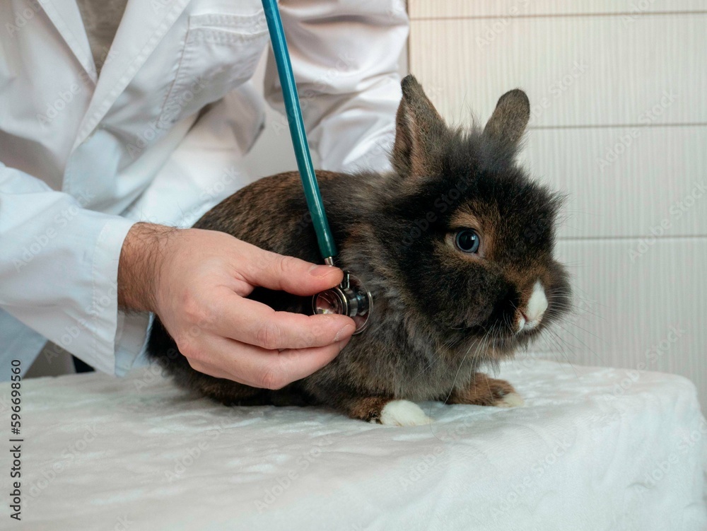 Examination of a brown rabbit at a veterinarian's appointment, the ...