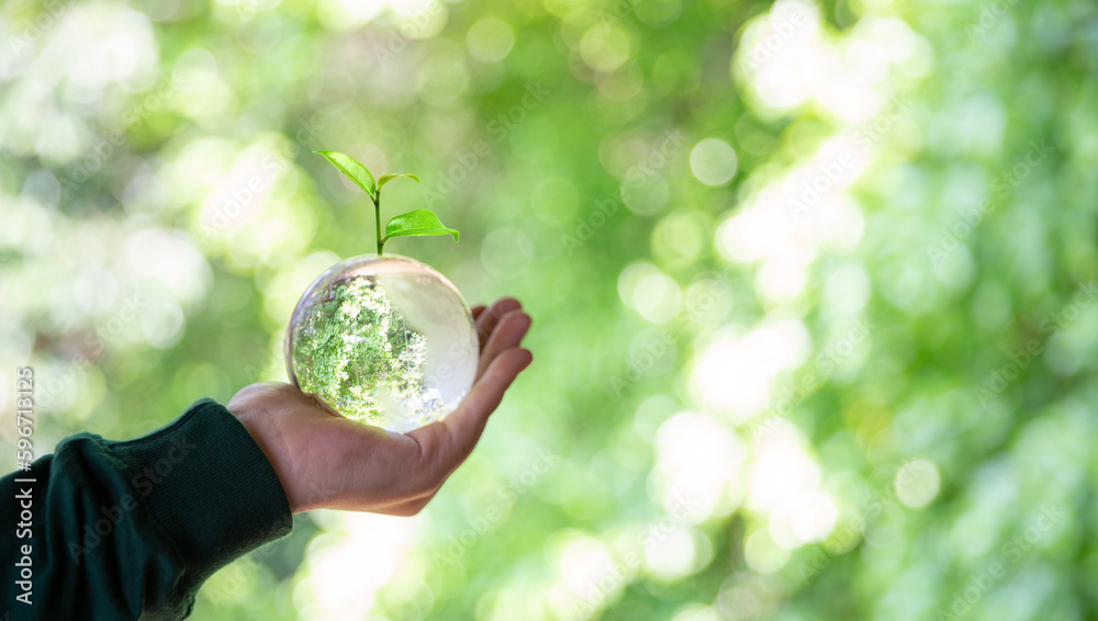 Earth crystal glass globe ball and growing seedling in human hand ...